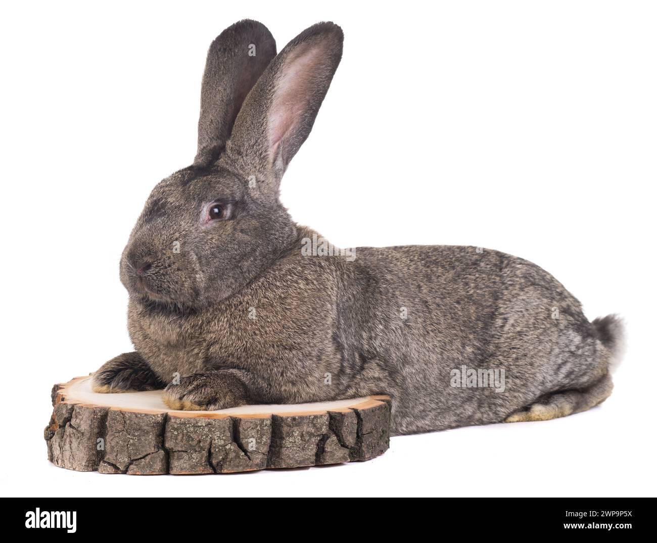 grey rabbit sits on a tree isolated on white background (ten months old ...
