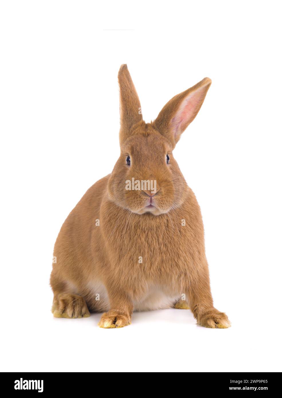 brown rabbit isolated on white background (six months old) studio shot ...