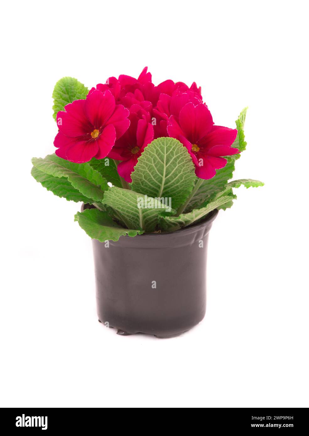 primrose in a pot isolated on white background Stock Photo - Alamy