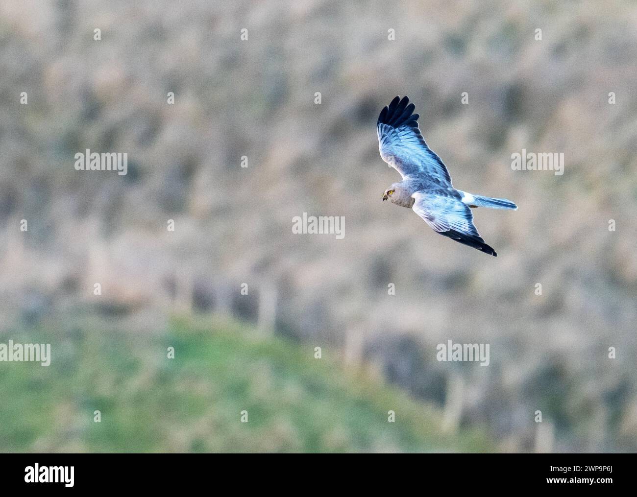 Male hen harrier hi-res stock photography and images - Alamy