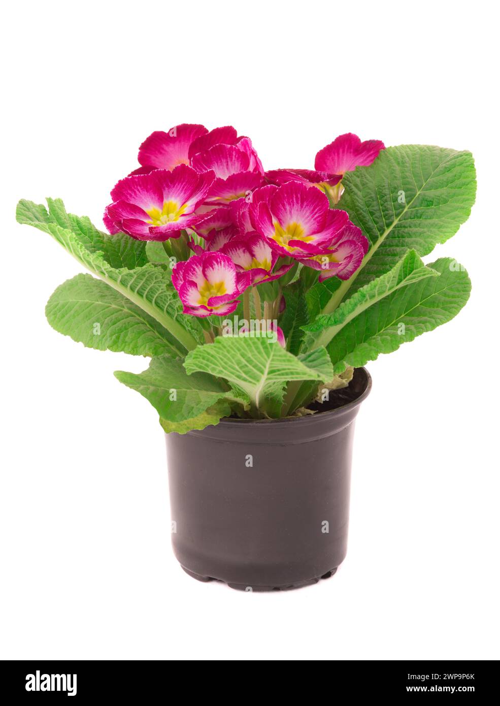 primrose in a pot isolated on white background Stock Photo - Alamy
