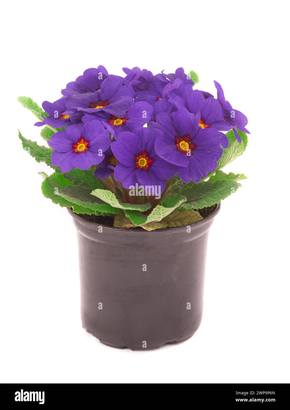 primrose in a pot isolated on white background Stock Photo - Alamy