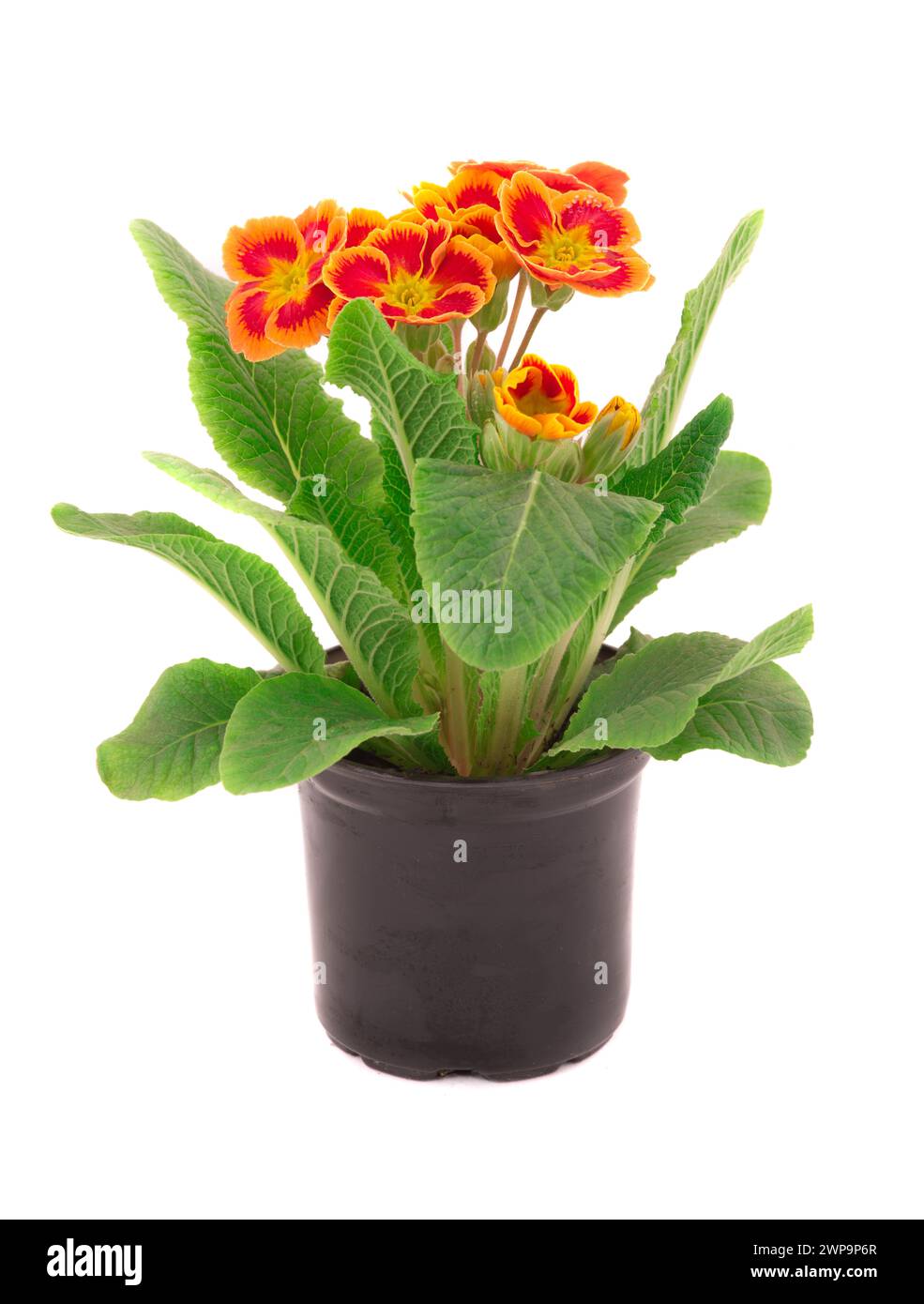 primrose in a pot isolated on white background Stock Photo - Alamy