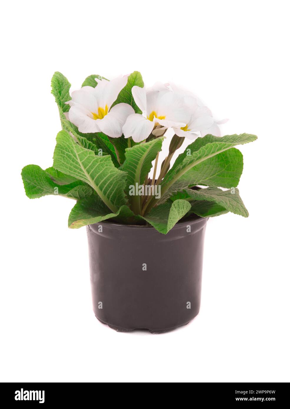 primrose in a pot isolated on white background Stock Photo - Alamy
