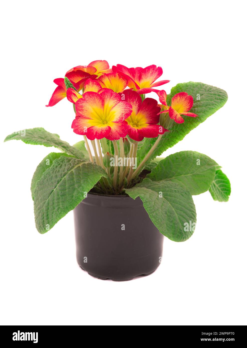 primrose in a pot isolated on white background Stock Photo - Alamy