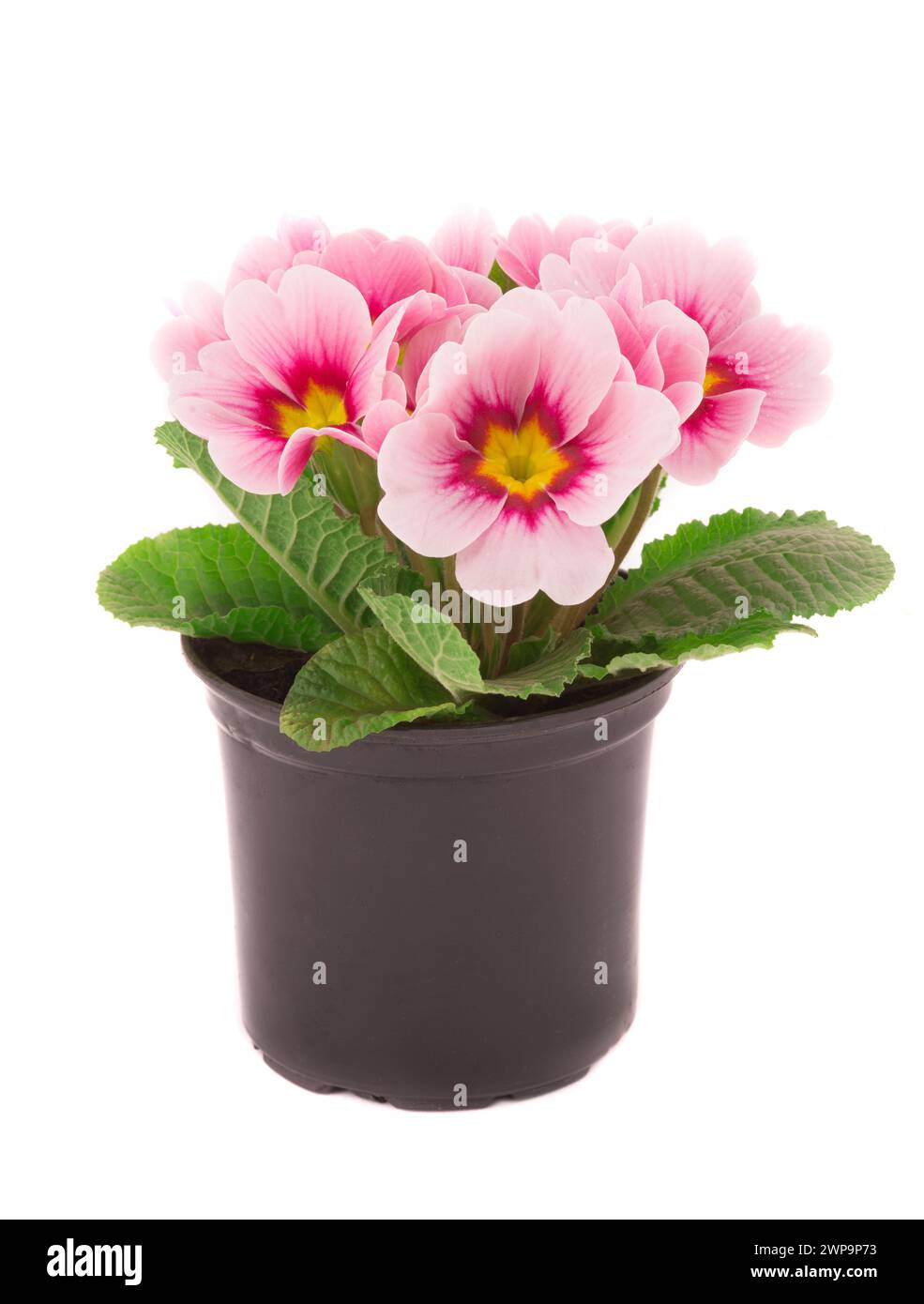 primrose in a pot isolated on white background Stock Photo - Alamy