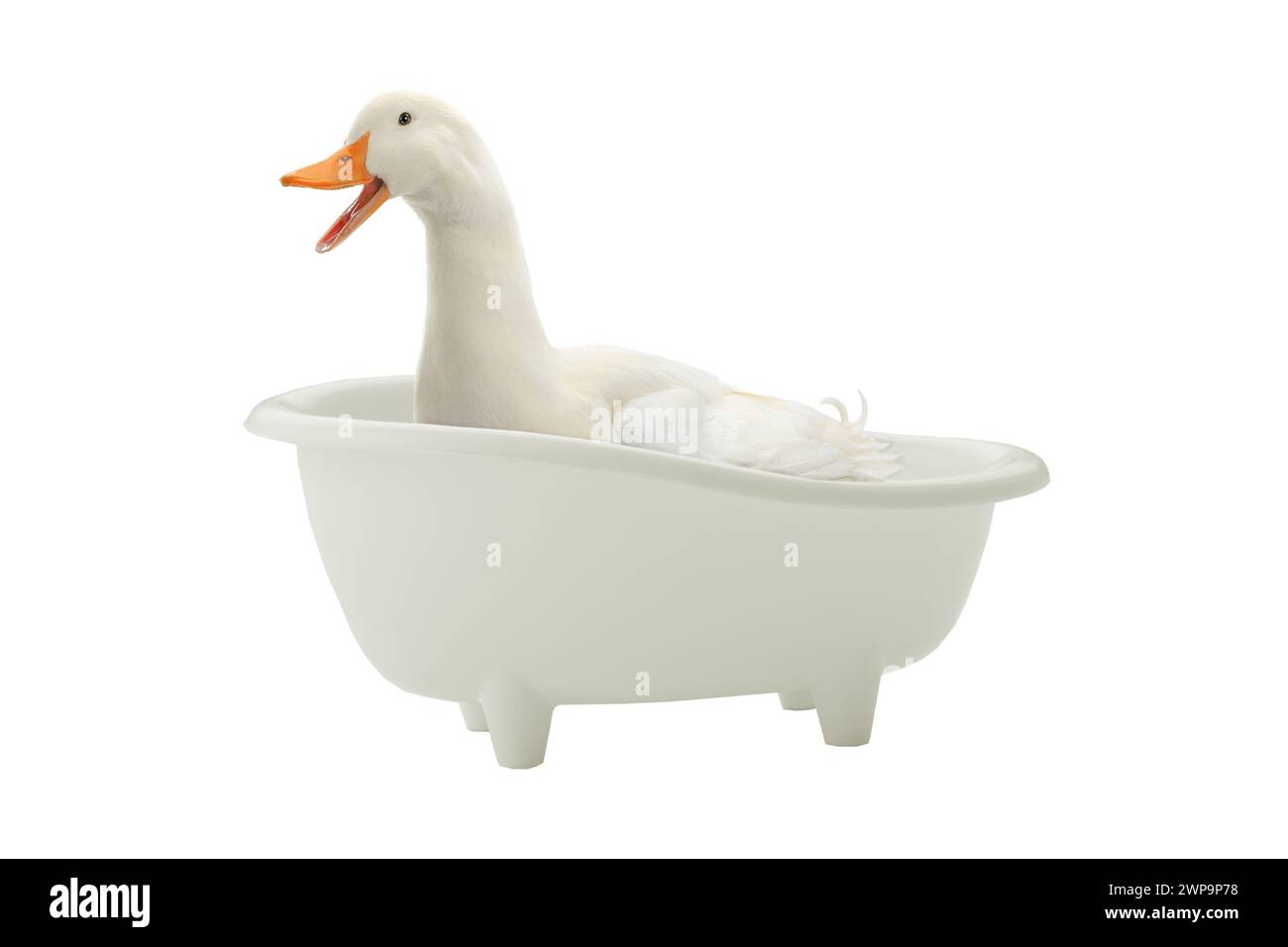 duck bathes in bathroom on a white background Stock Photo - Alamy