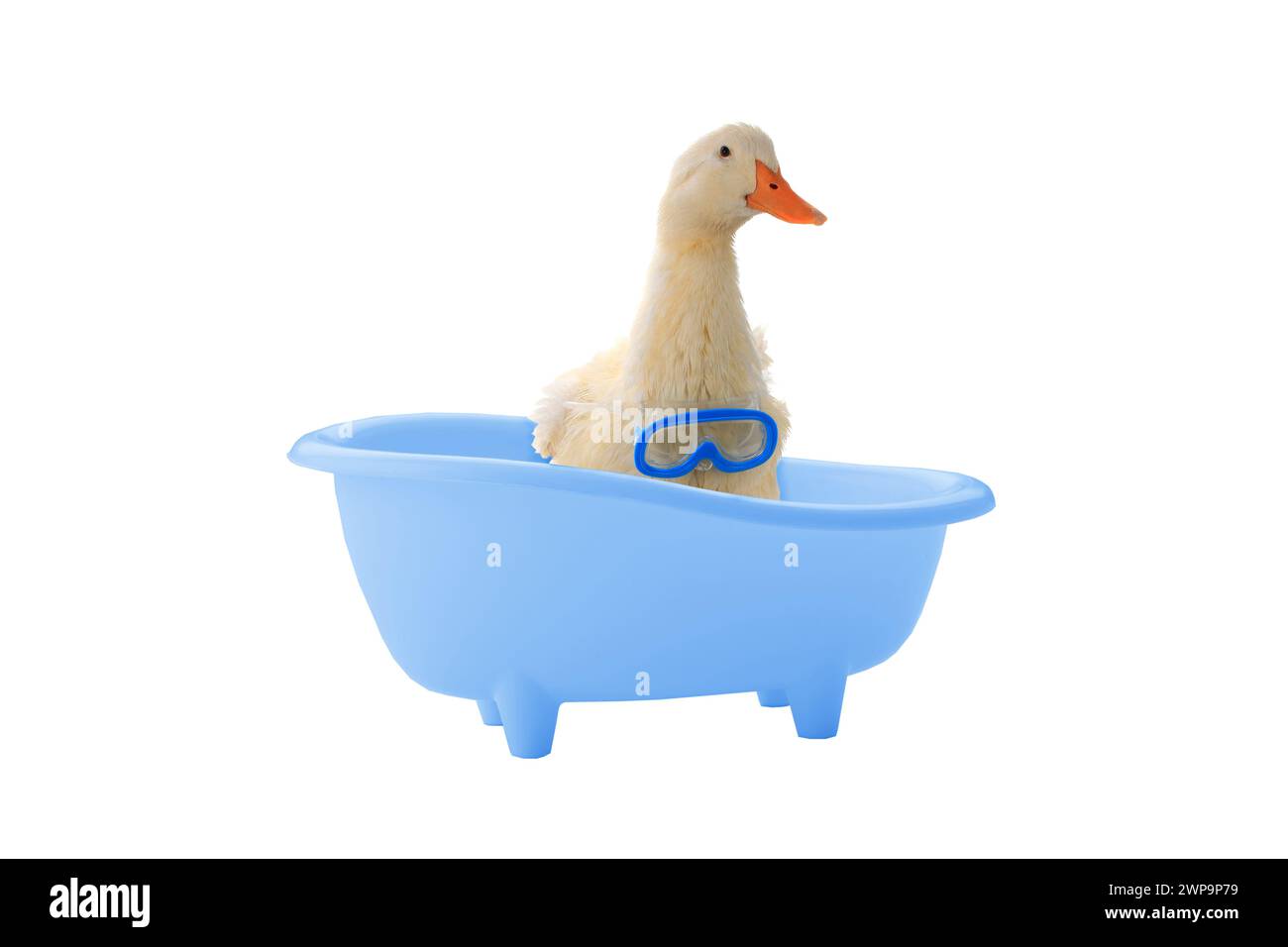 duck bathes in bathroom on a white background Stock Photo - Alamy