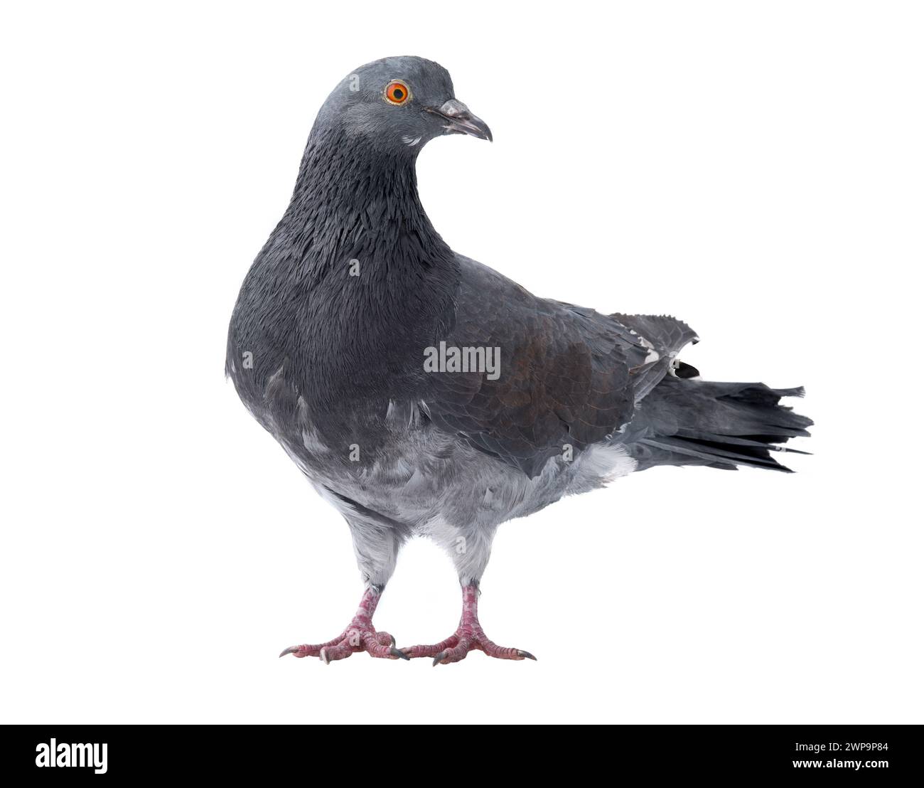 White common pigeon Cut Out Stock Images & Pictures - Alamy