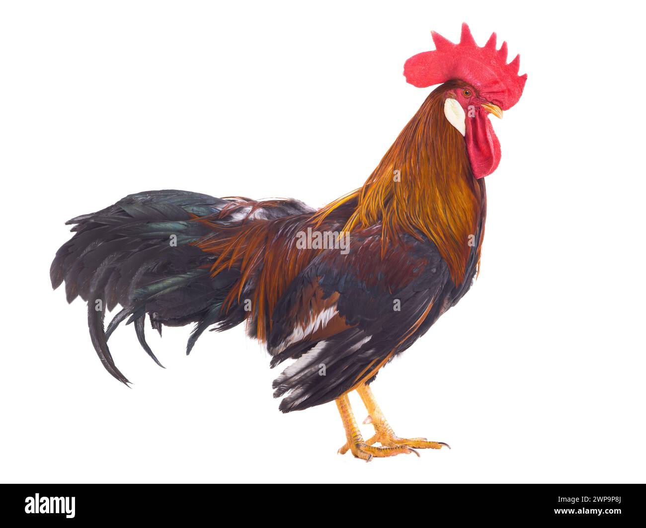 rooster isolated on white background Stock Photo - Alamy