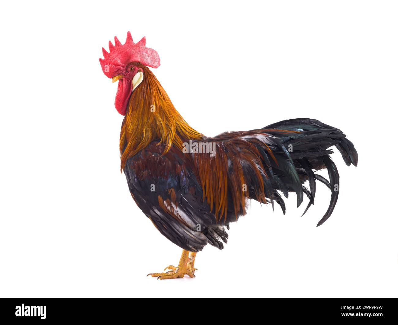 rooster isolated on white background Stock Photo - Alamy