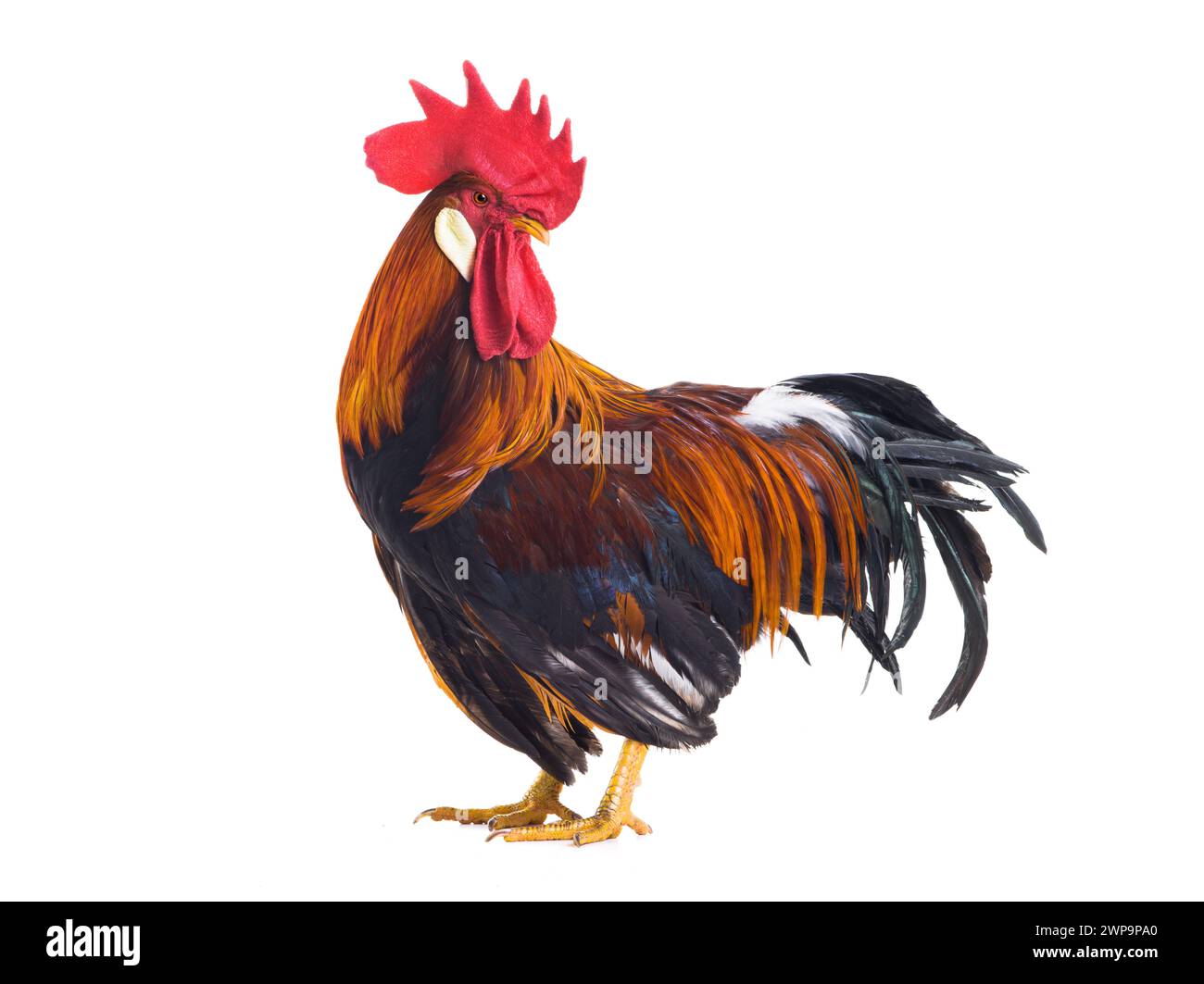 rooster isolated on white background Stock Photo - Alamy