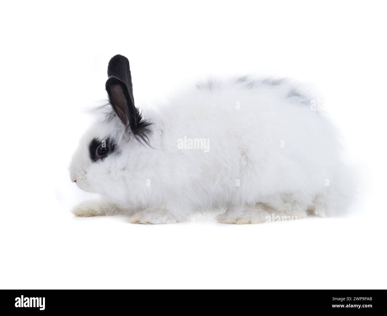 white rabbit decorative isolated on white background Stock Photo - Alamy