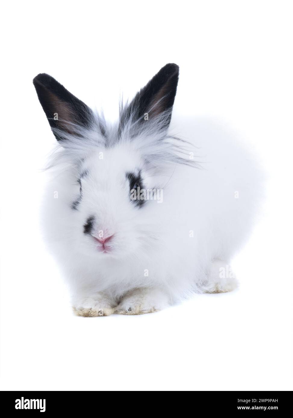 white rabbit decorative isolated on white background Stock Photo - Alamy