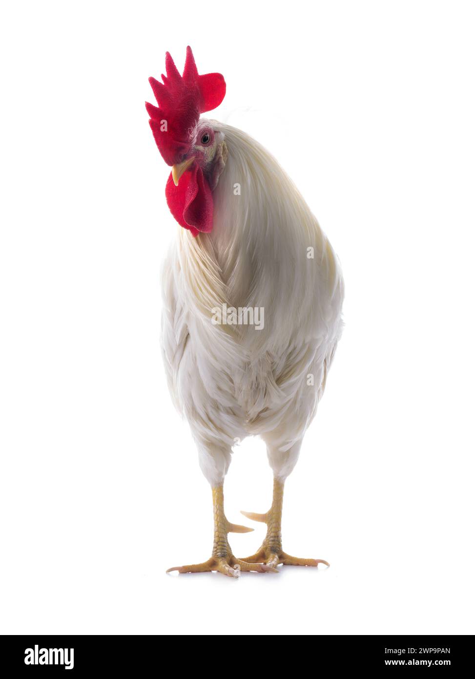 white rooster isolated on white background Stock Photo - Alamy