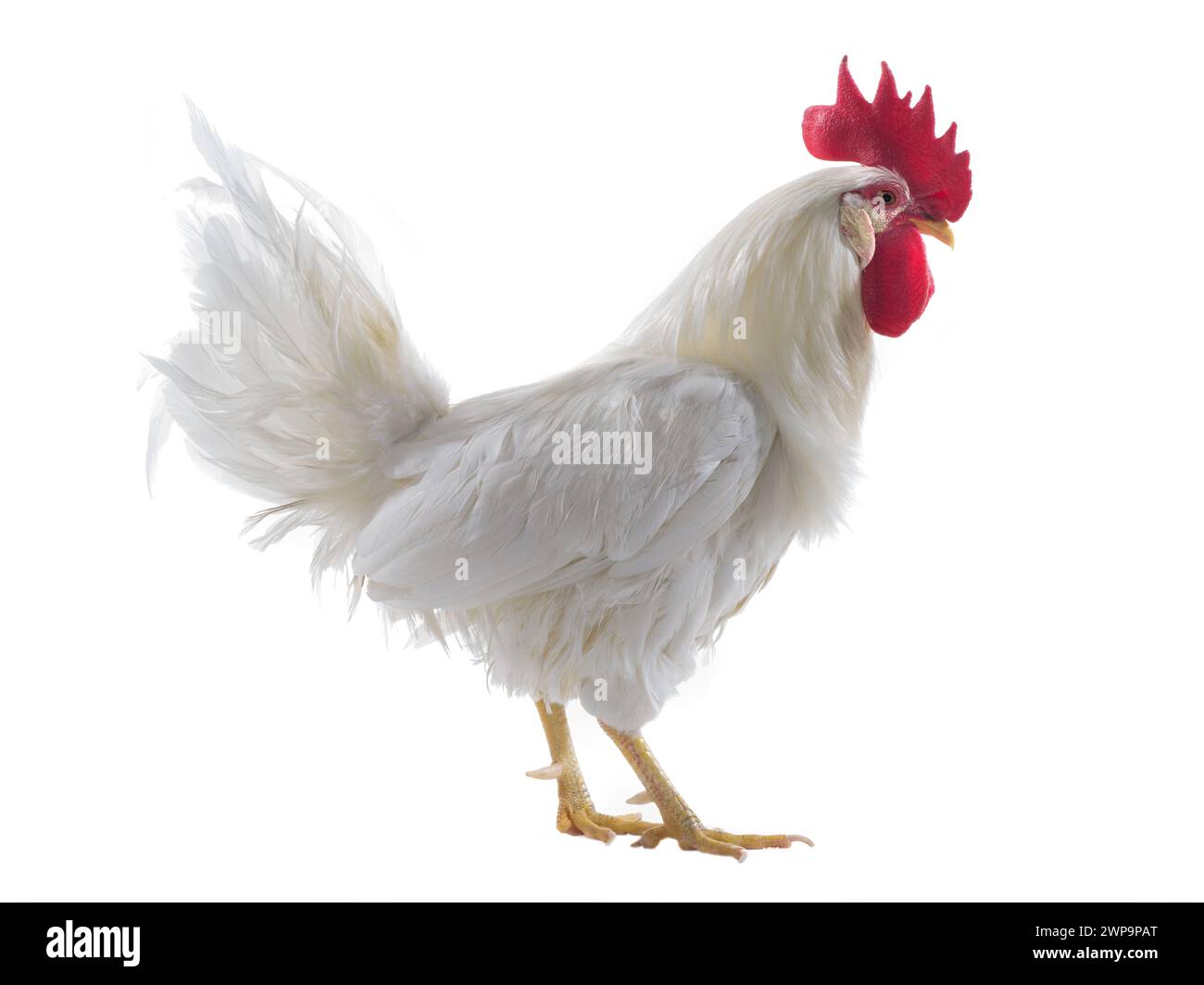 white rooster isolated on white background Stock Photo - Alamy