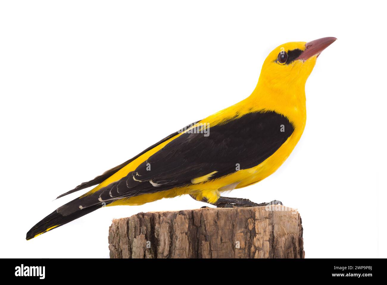 Eurasian Golden Oriole (Oriolus oriolus) sits on a tree stump isolated ...