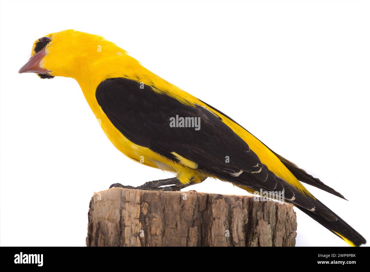 Eurasian Golden Oriole (Oriolus oriolus) sits on a tree stump isolated ...