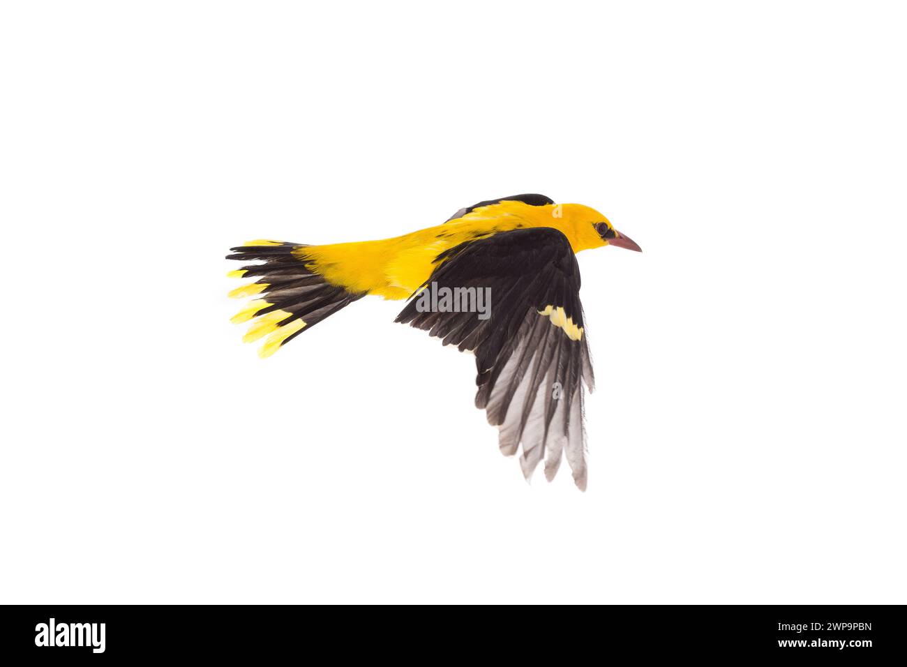 Eurasian Golden Oriole (Oriolus oriolus) in flight isolated on a white ...