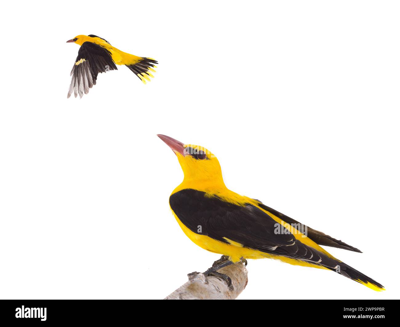 Eurasian Golden Oriole (Oriolus oriolus) in flight isolated on a white ...