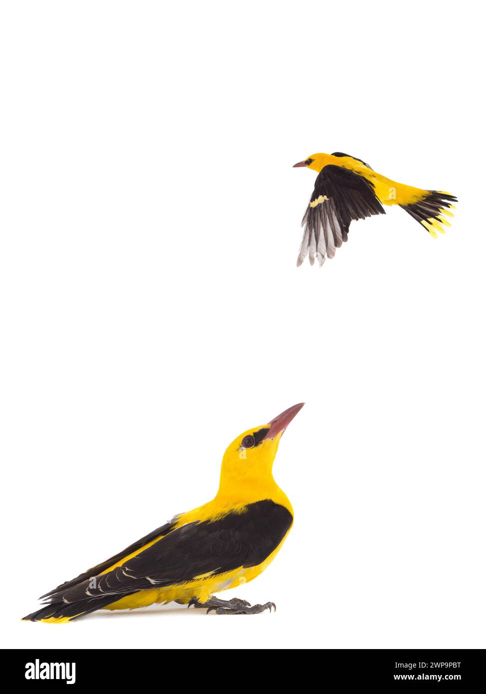 Eurasian Golden Oriole (Oriolus oriolus) in flight isolated on a white ...