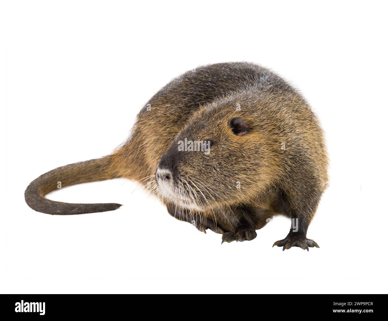 Coypu (Myocastor coypus) aka river rat or nutria mammal animal isolated ...