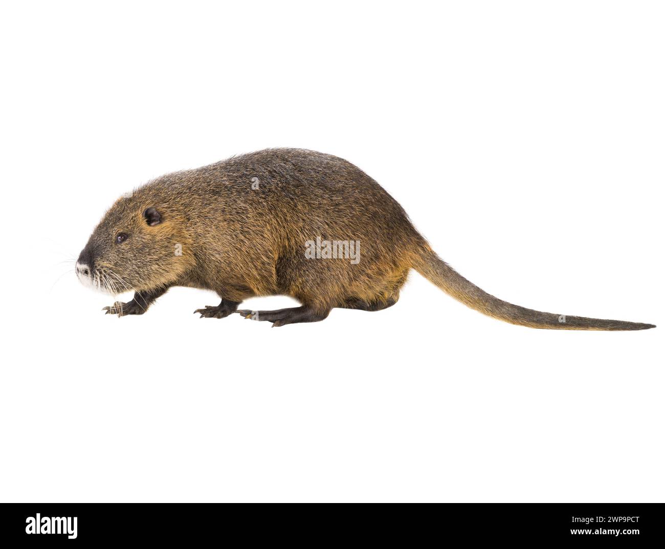 Coypu (Myocastor coypus) aka river rat or nutria mammal animal isolated ...