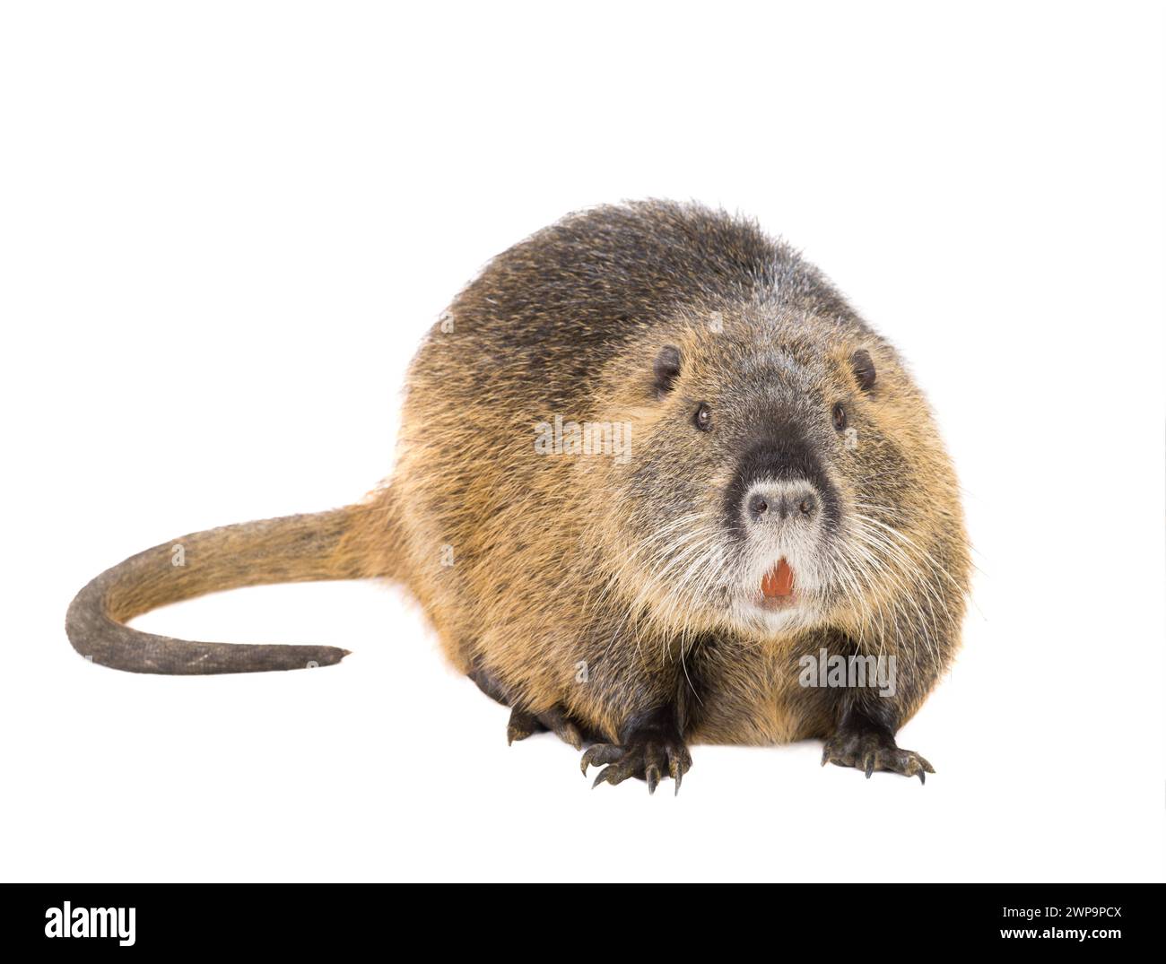 Nutria river rodent Cut Out Stock Images & Pictures - Alamy