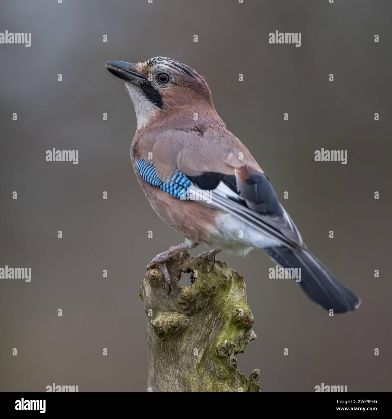 Purple jay bird hi-res stock photography and images - Alamy