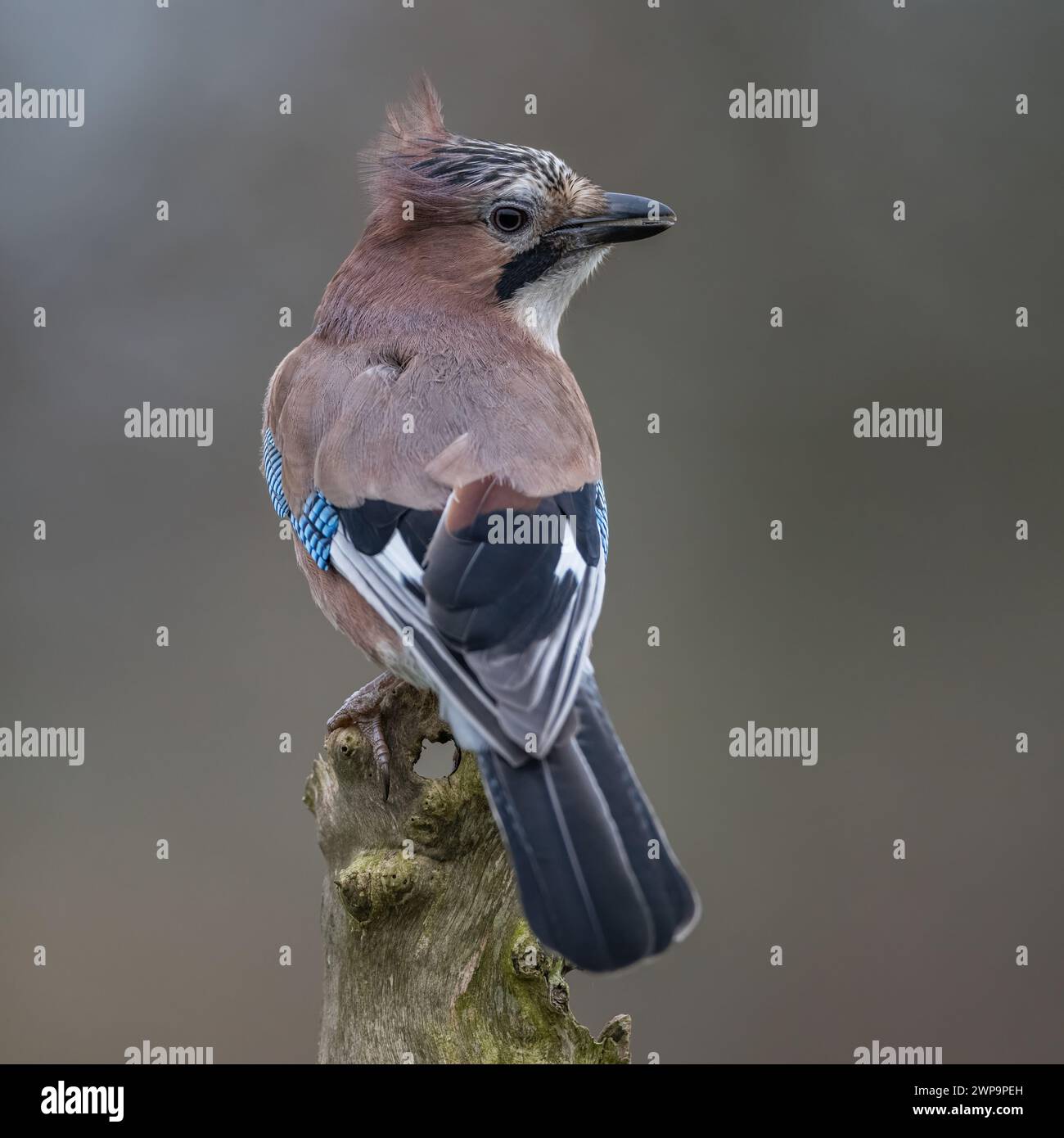 Purple jay bird hi-res stock photography and images - Alamy