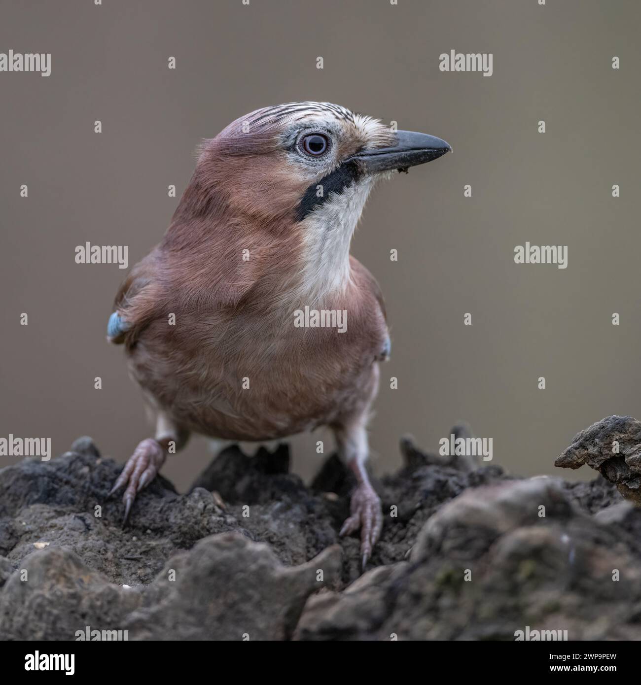 Pink jay hi-res stock photography and images - Alamy