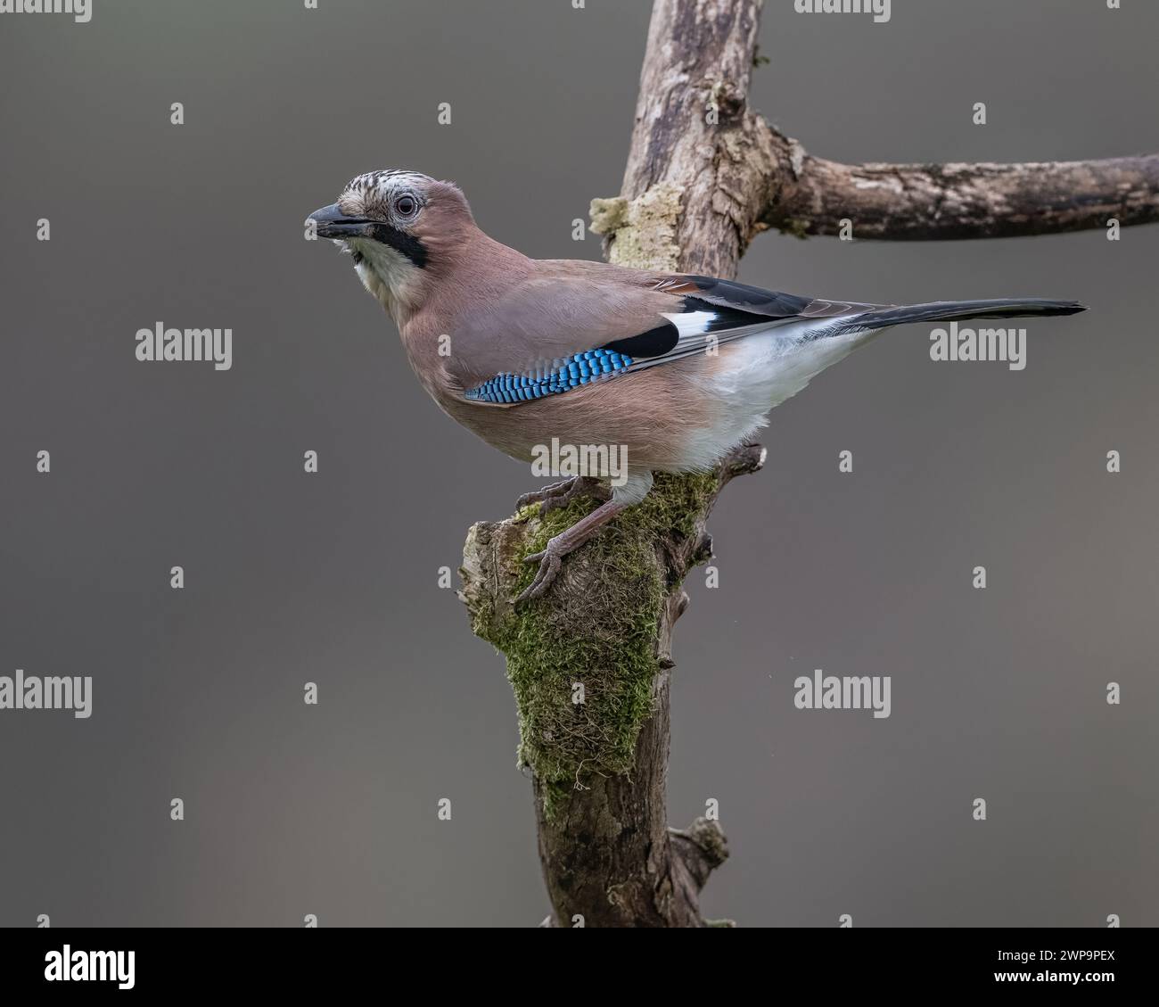 Purple jay bird hi-res stock photography and images - Alamy