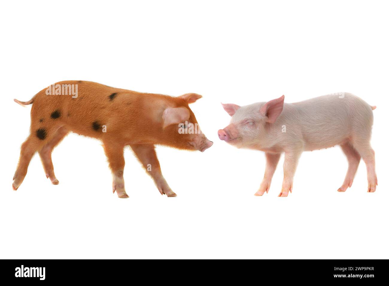 two pig on a white background. studio Stock Photo - Alamy