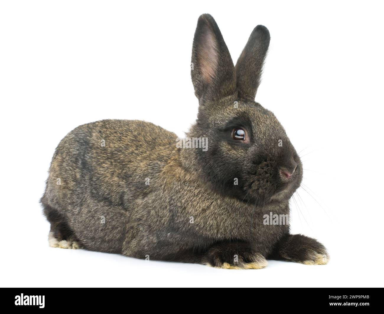 brown rabbit isolated on white background (thee months old) studio shot ...