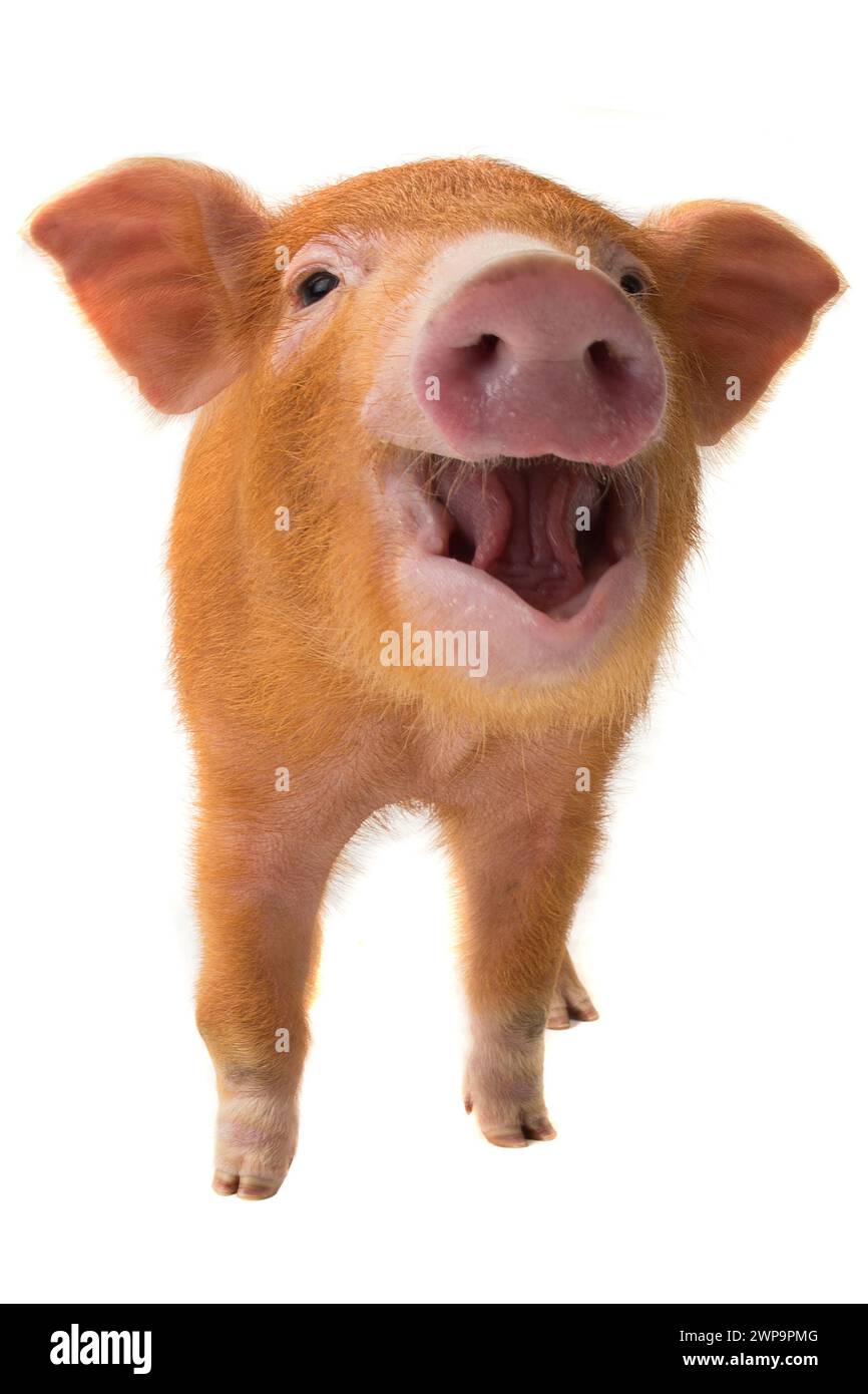 smile pig distorted by a wide-angle close-up, on a white background ...