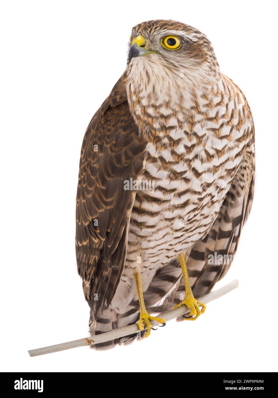 falcon distorted by a wide-angle close-up, isolated on a white ...