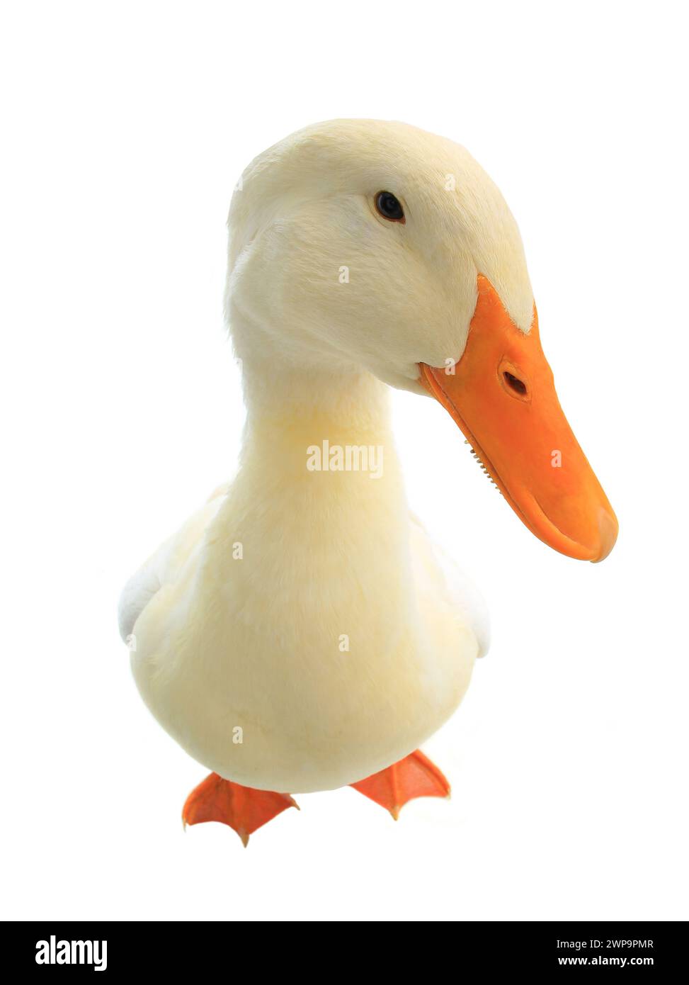 duck distorted by a wide-angle close-up,on a white background Stock ...