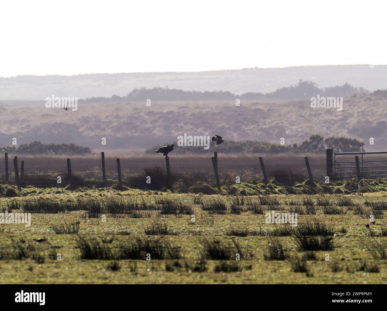 A Golden Eagle, Aquila chrysaetos being mobbed by Hooded Crows on Islay ...