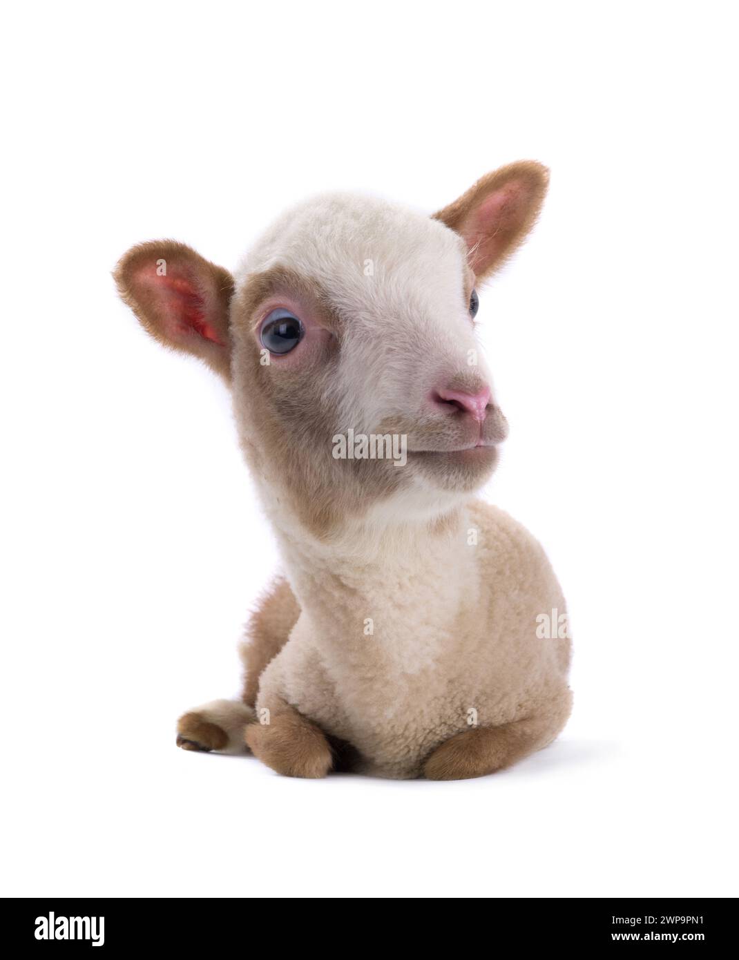 sheep distorted by a wide-angle close-up, on a white background Stock ...