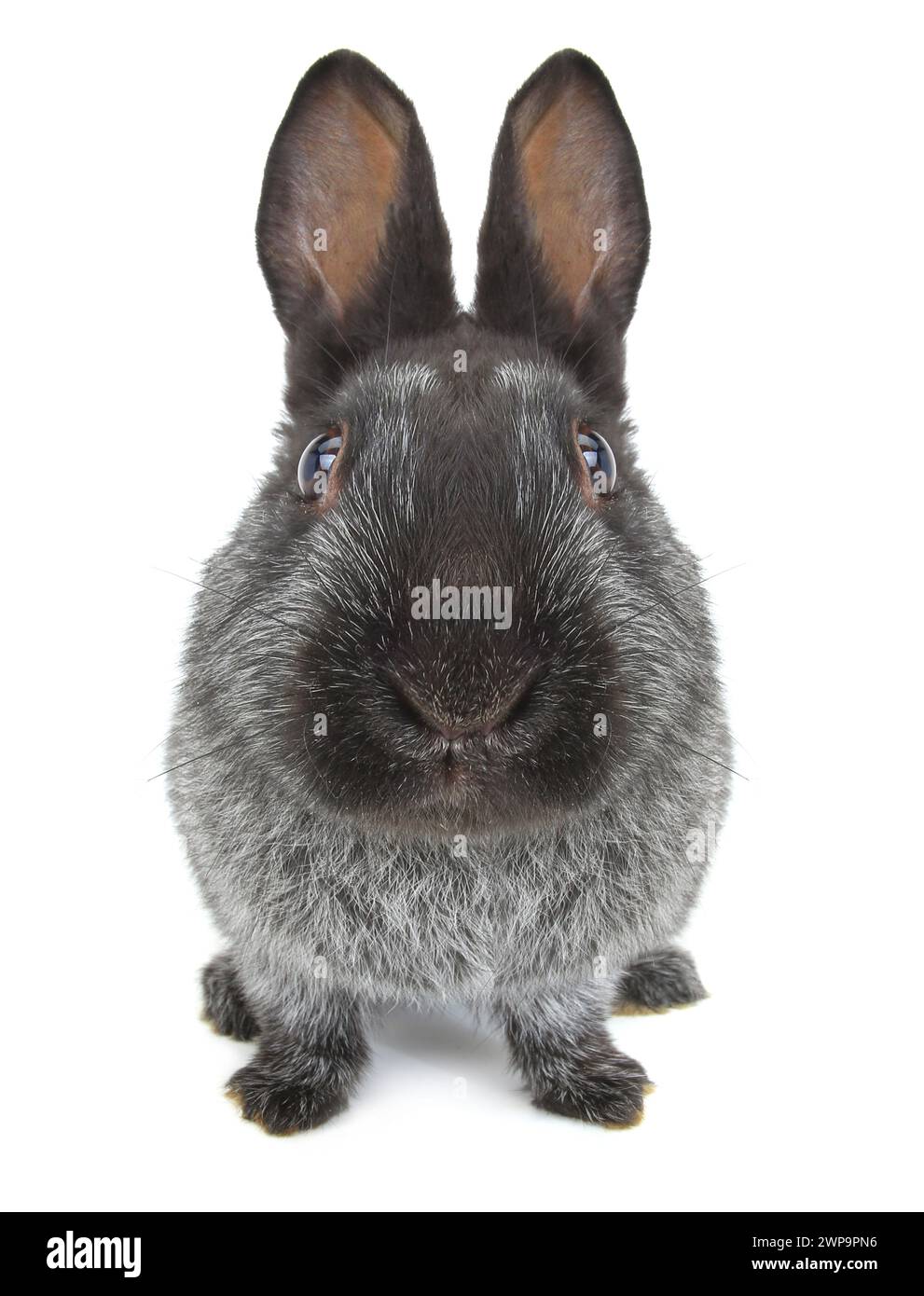 rabbit distorted by a wide-angle close-up, on a white background Stock ...
