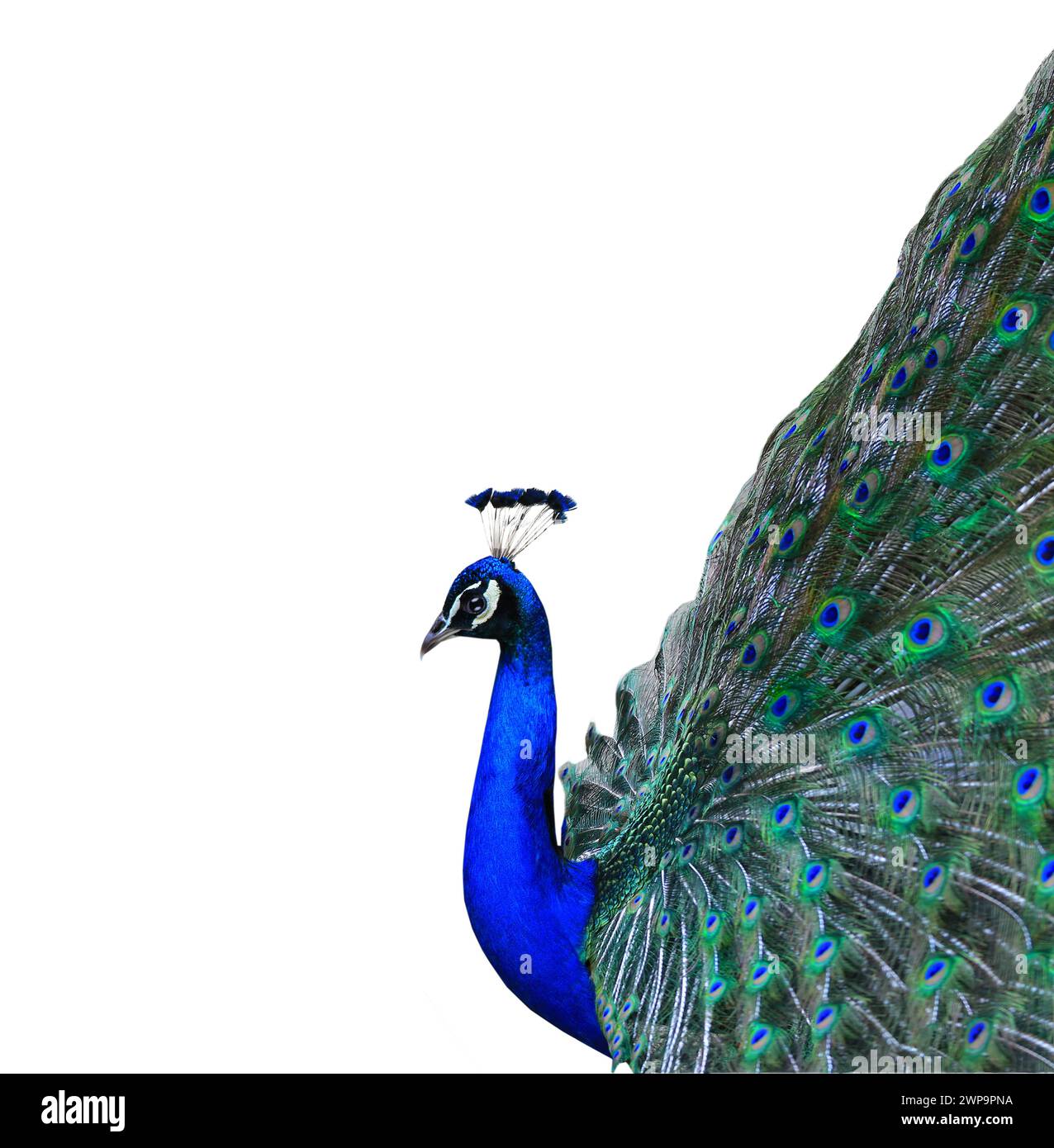 Peacock is isolated on a white background Stock Photo - Alamy