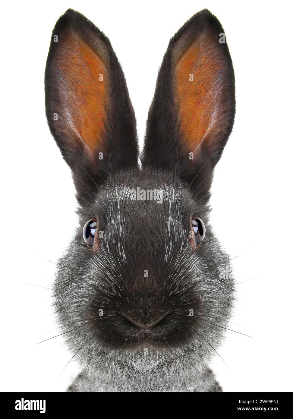 portrait rabbit distorted by a wide-angle close-up, on a white ...