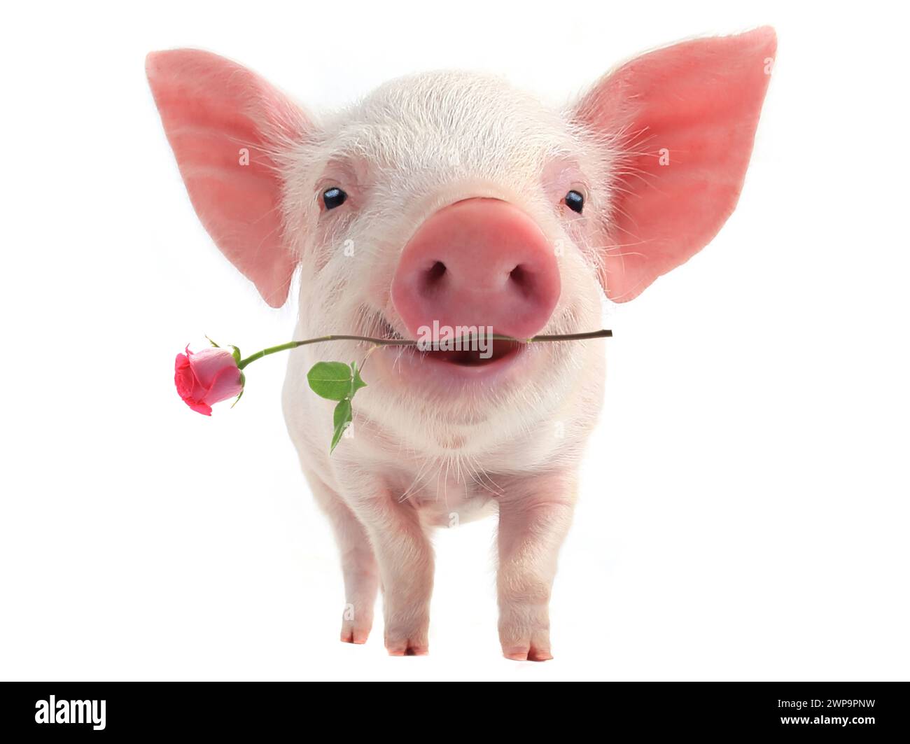 smile a pig with a rose flower distorted by a wide-angle close-up, on a ...