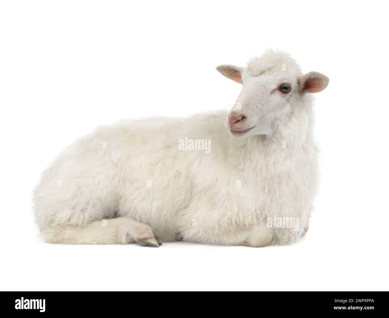 sheep isolated on white background Stock Photo - Alamy