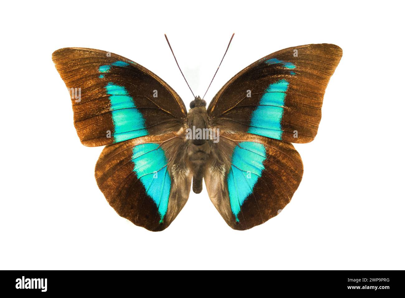 prepona demophon extincta isolated on white background Stock Photo - Alamy