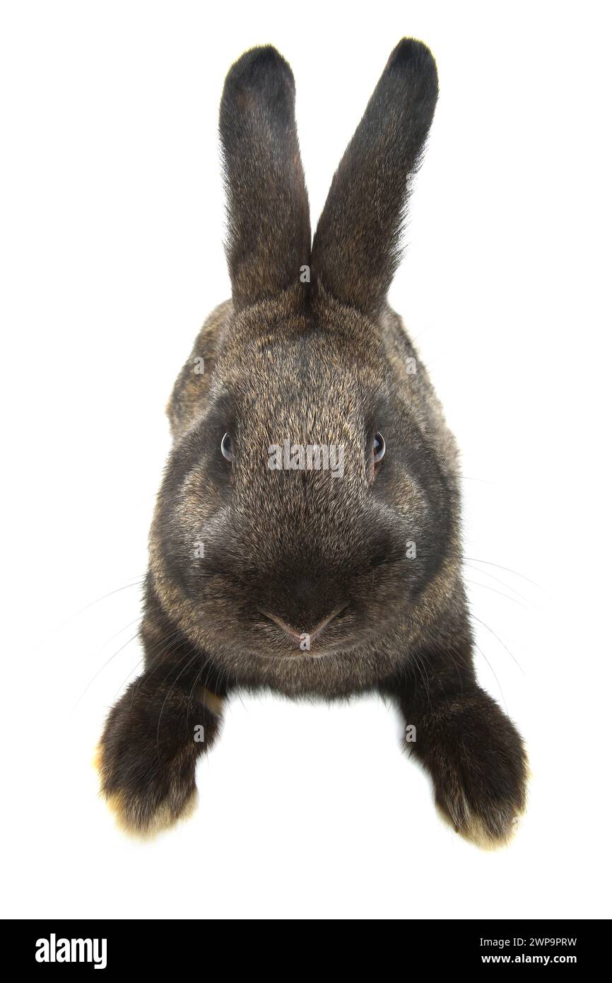 rabbit distorted by a wide-angle close-up, on a white background Stock ...