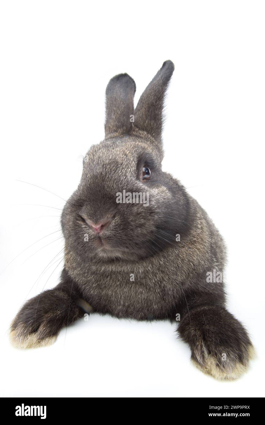 rabbit distorted by a wide-angle close-up, on a white background Stock ...