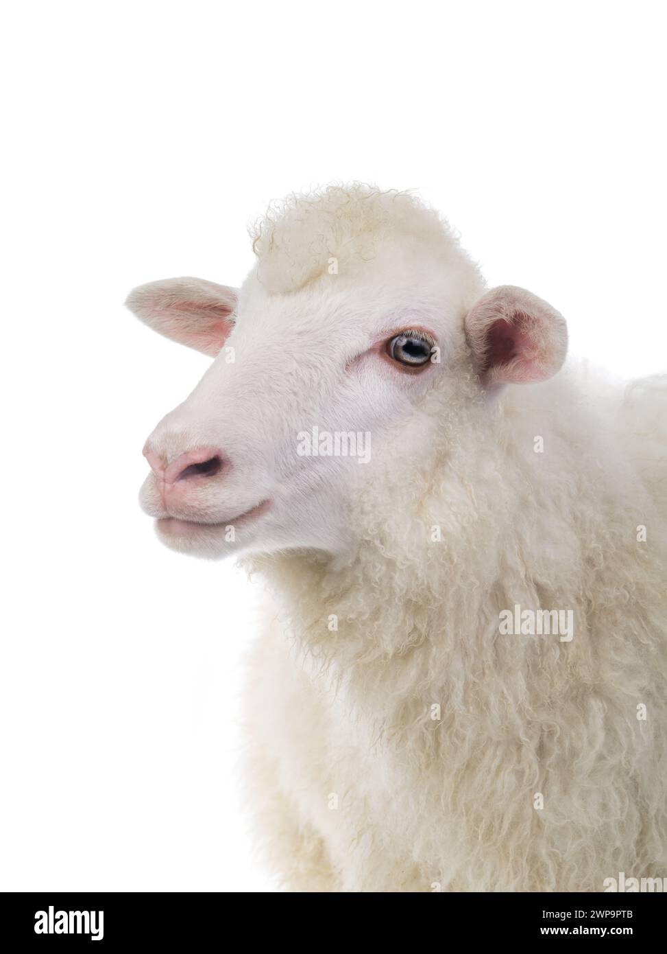portrait sheep isolated on white background Stock Photo - Alamy