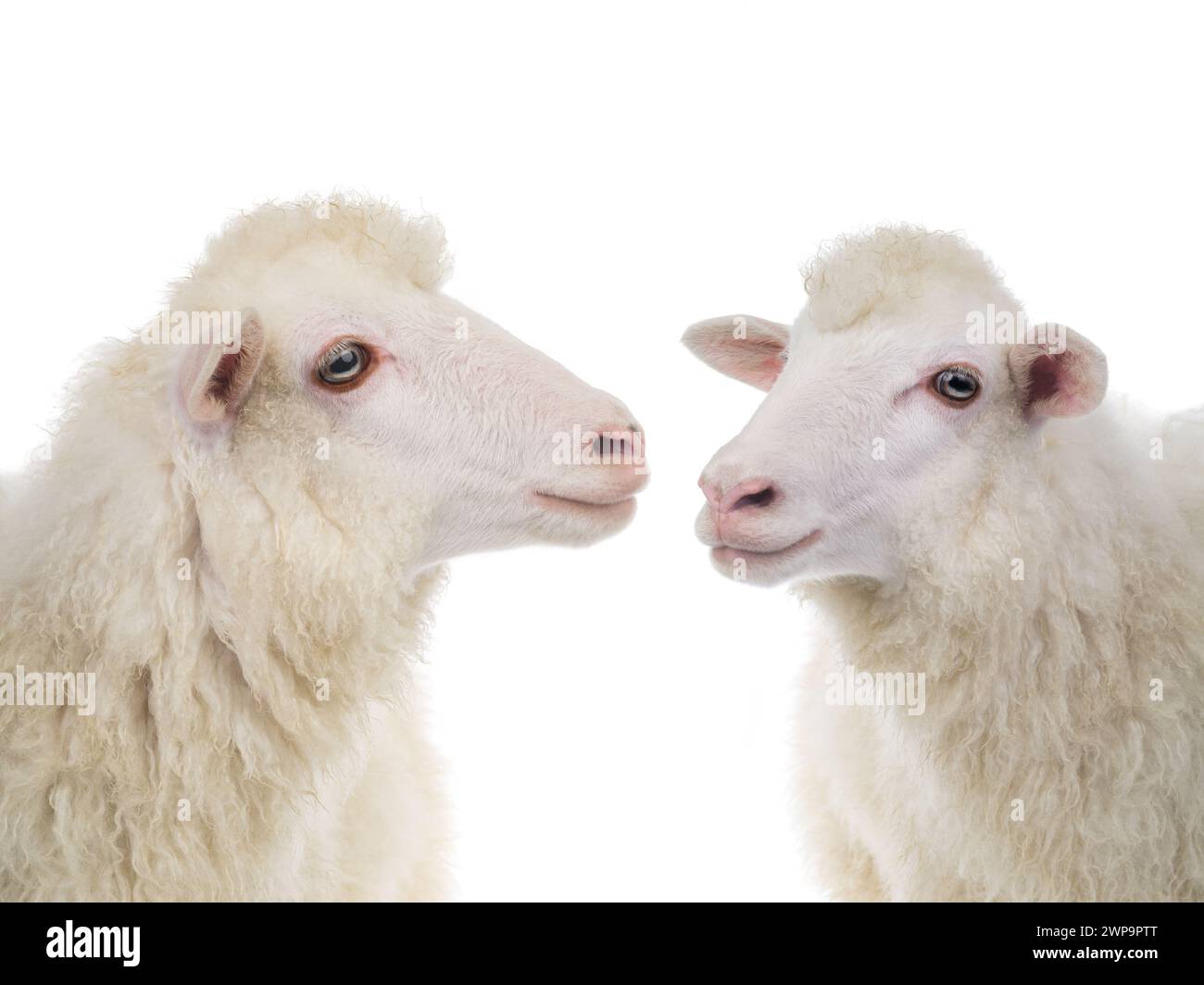 two portrait sheep isolated on white background Stock Photo - Alamy