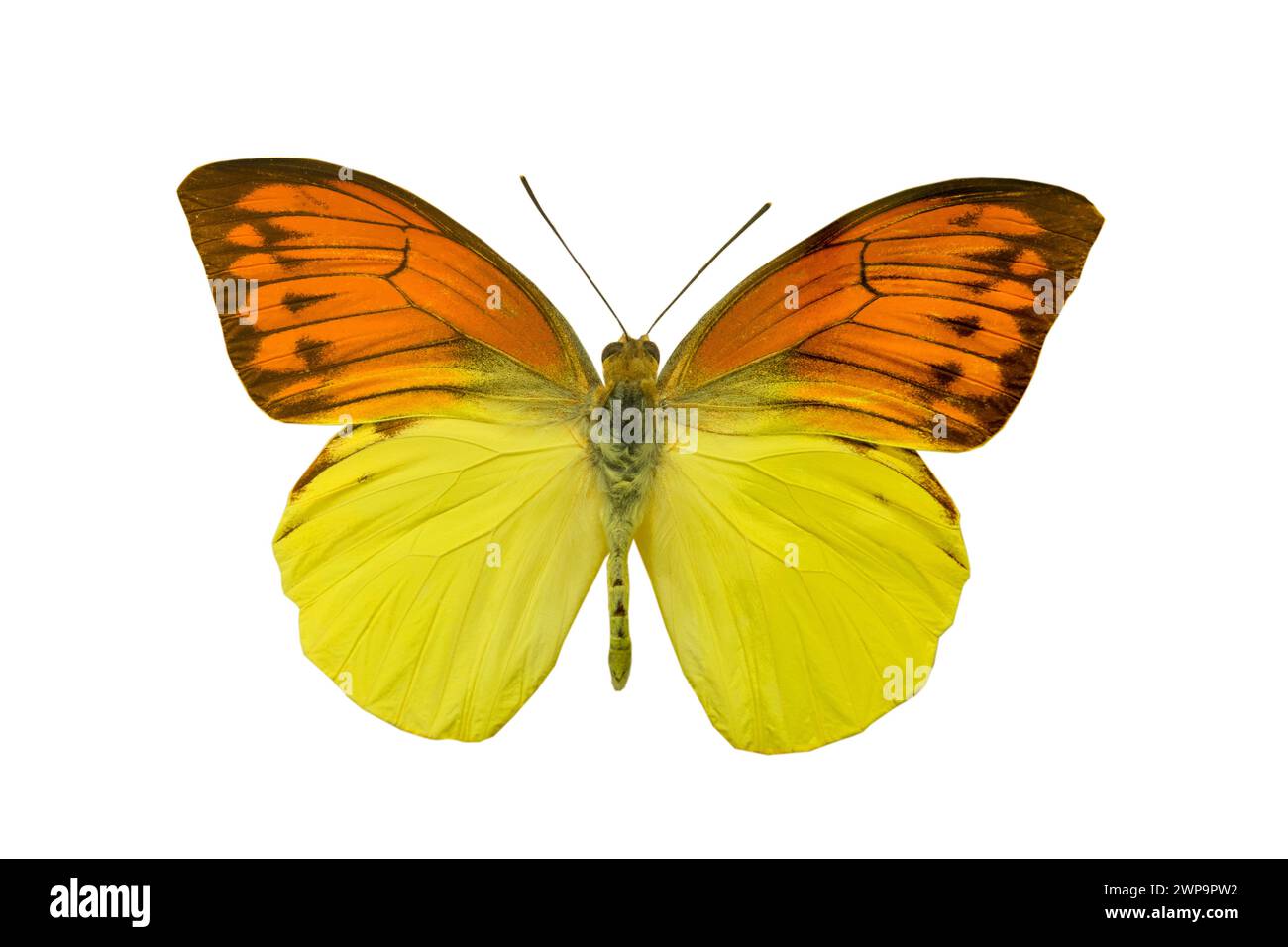 butterfly Hebomoia leucippe isolated on white background Stock Photo ...